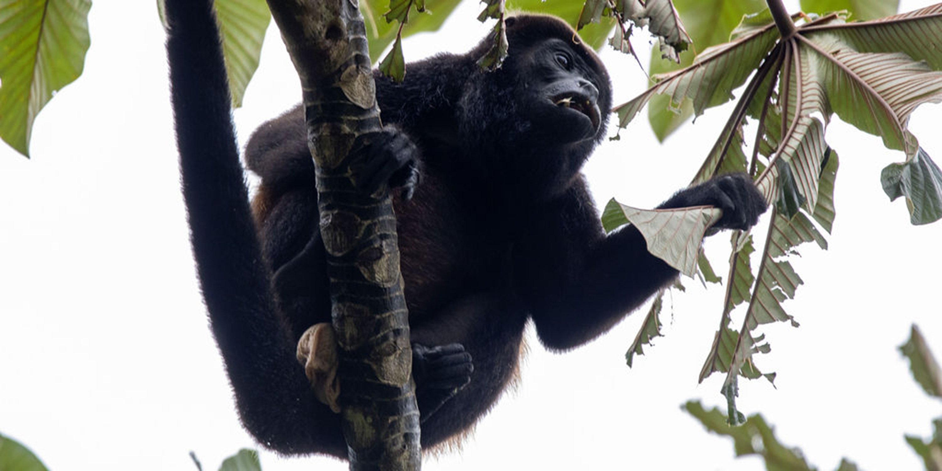 Species Spotlight: Howler Monkeys in the Chachagua Rainforest